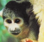 Black-capped Squirrel Monkey | NatureRules1 Wiki | Fandom