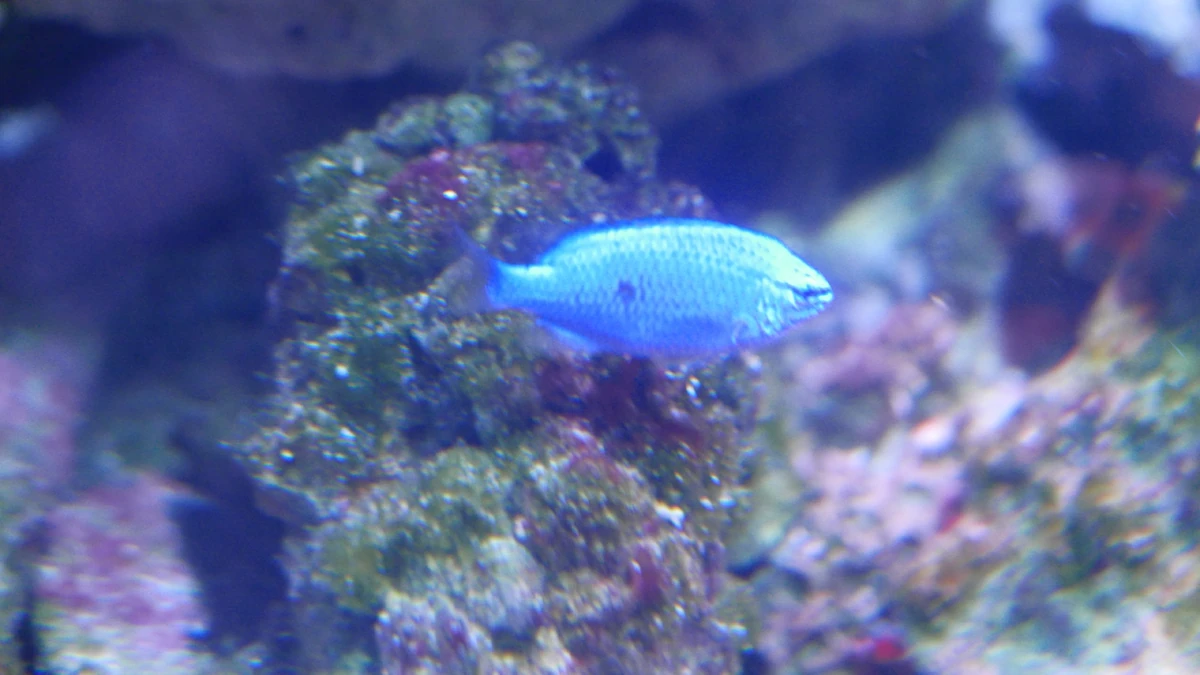 Blue Devil | NatureRules1 Wiki | Fandom