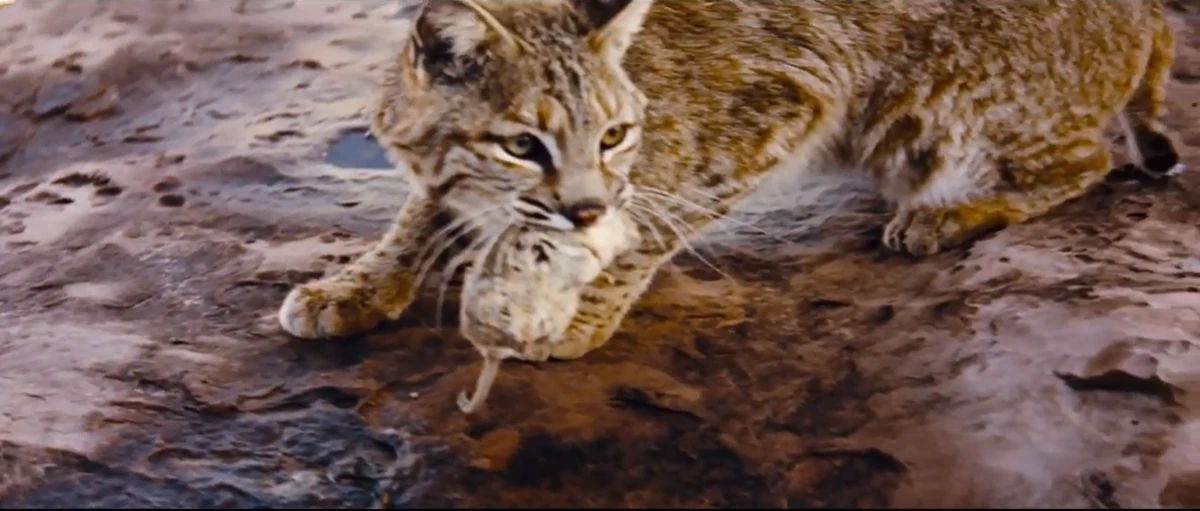 The Living Desert | NatureRules1 Wiki | Fandom