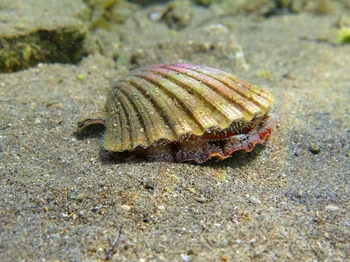 Mediterranean Scallop | NatureRules1 Wiki | Fandom