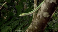 Green Tree Python | NatureRules1 Wiki | Fandom