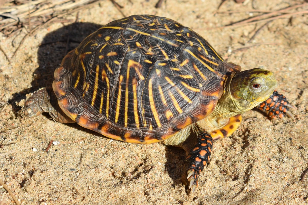 Ornate Box Turtle | NatureRules1 Wiki | Fandom