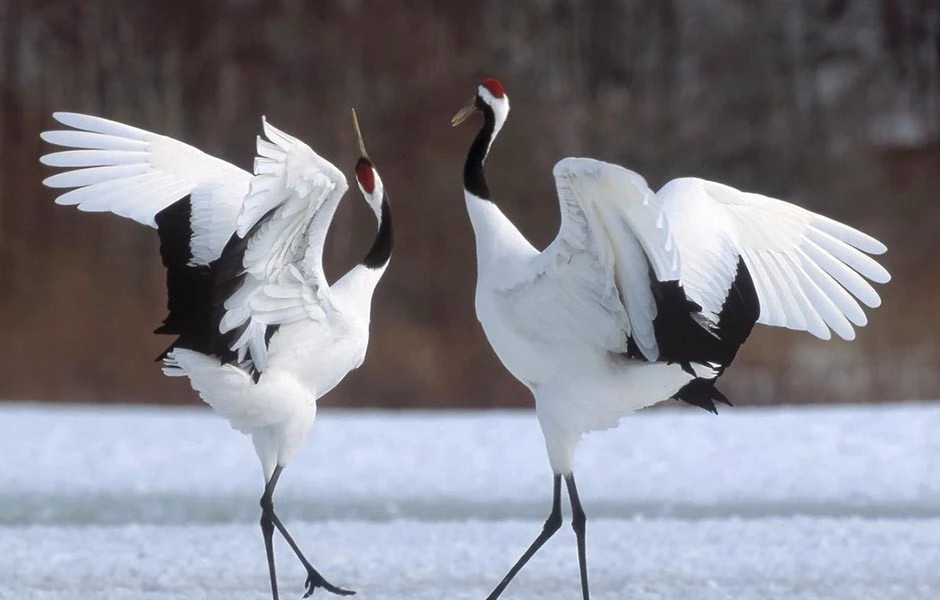 Red-crowned Crane | NatureRules1 Wiki | Fandom