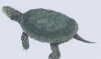 European Pond Turtle | NatureRules1 Wiki | Fandom