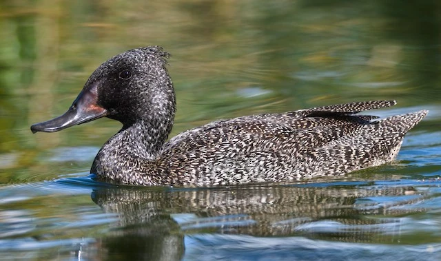 Freckled Duck | NatureRules1 Wiki | Fandom