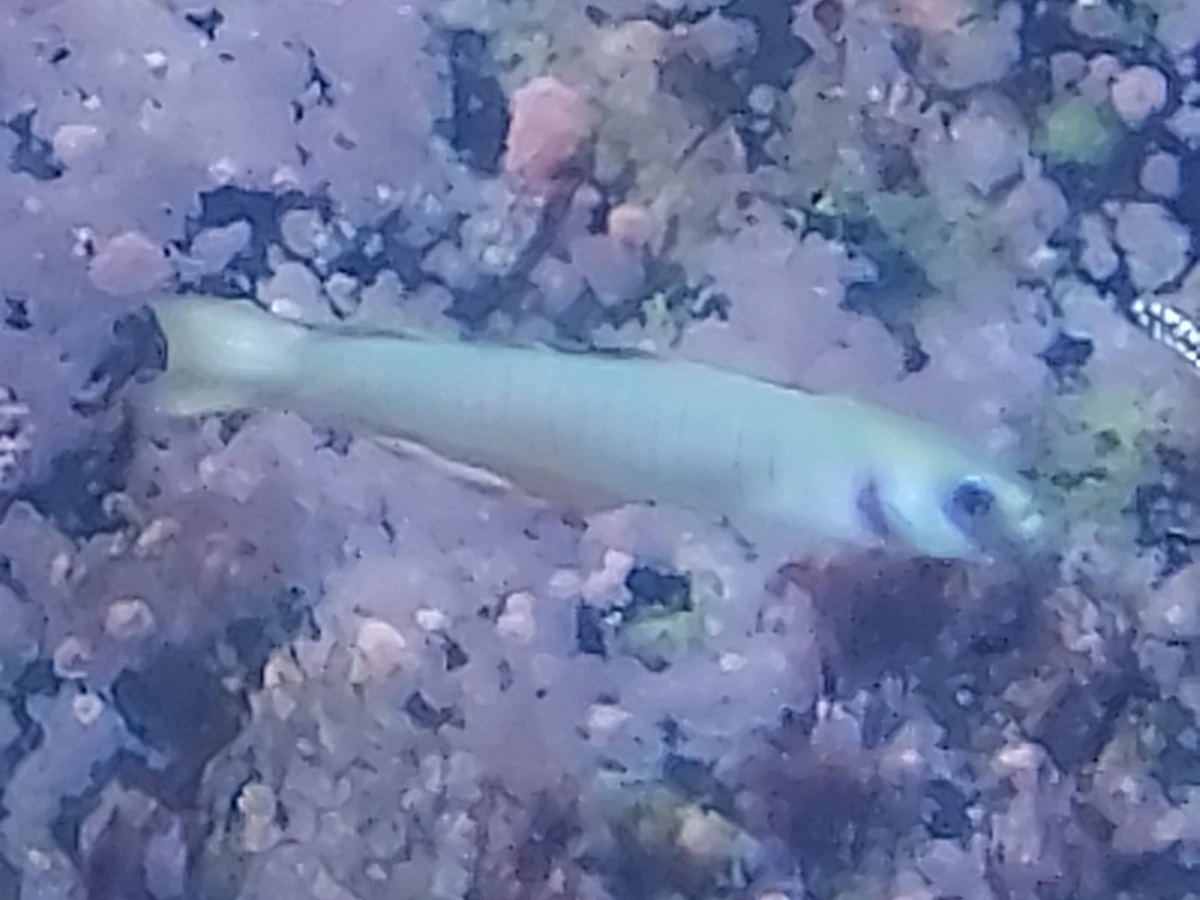 Chinese Zebra Goby | NatureRules1 Wiki | Fandom