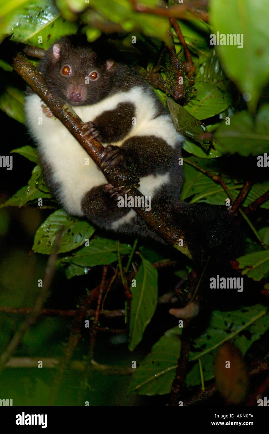 Herbert River Ringtail Possum | NatureRules1 Wiki | Fandom