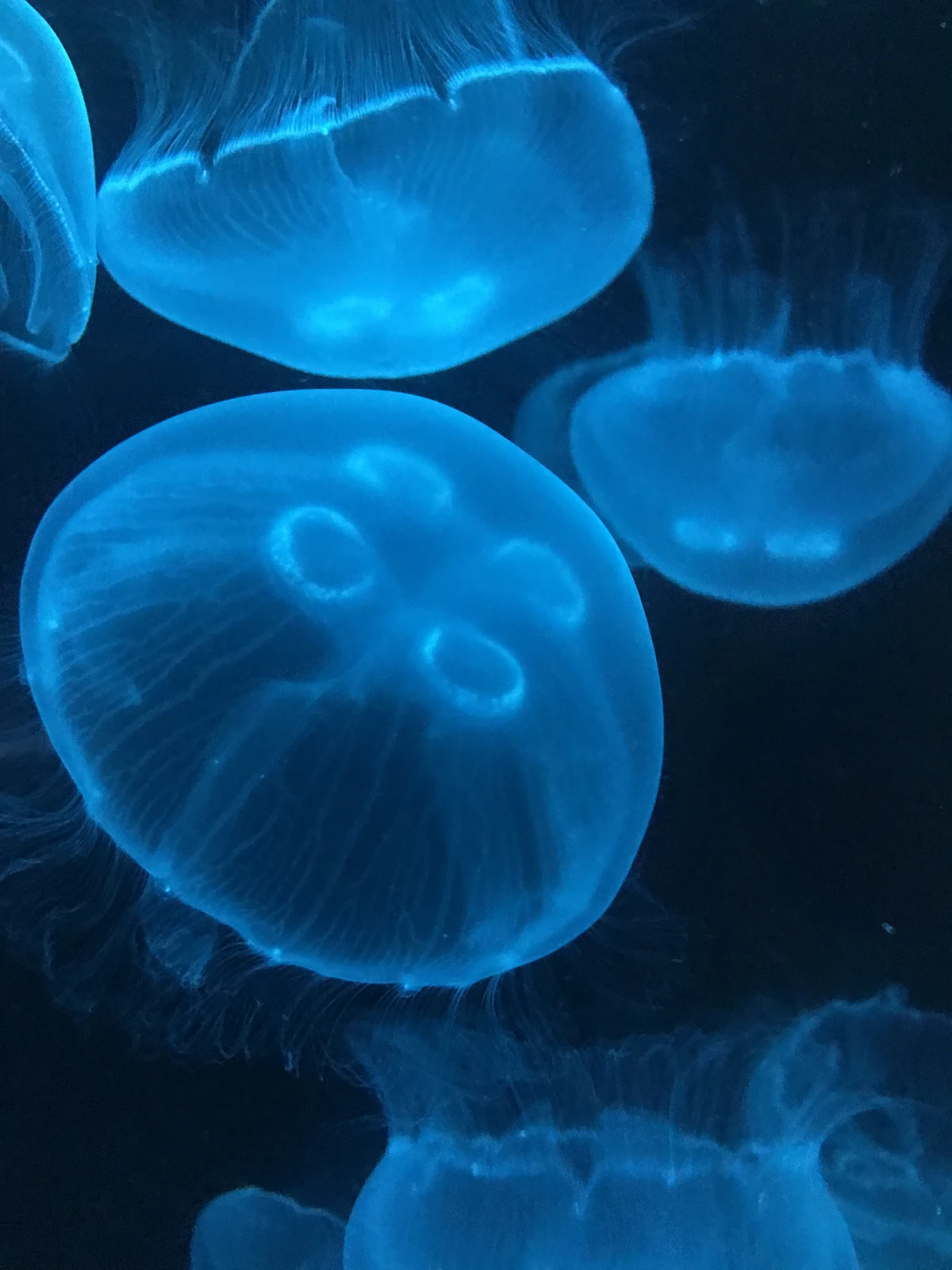 Category:Jellyfish | NatureRules1 Wiki | Fandom
