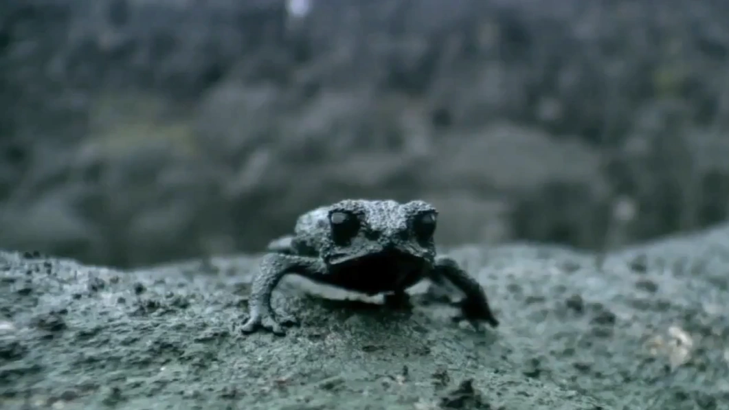 Acrylic Pebble frog Art & Collectibles etna.com.pe