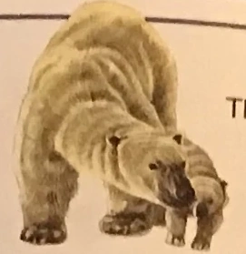 Polar Bear/Books | NatureRules1 Wiki | Fandom
