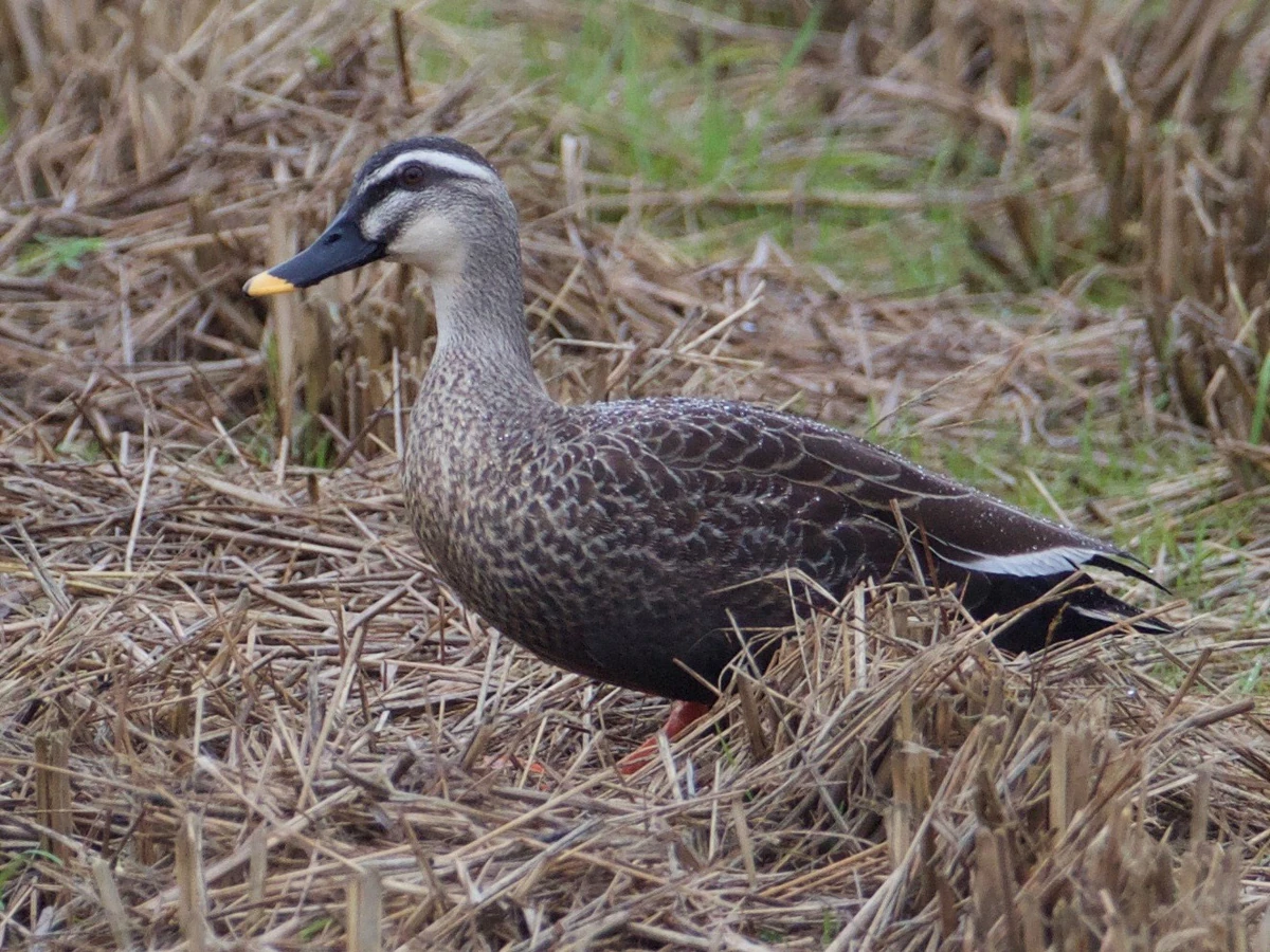 Eastern Spot-billed Duck | NatureRules1 Wiki | Fandom