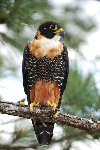 Orange-breasted Falcon | NatureRules1 Wiki | Fandom