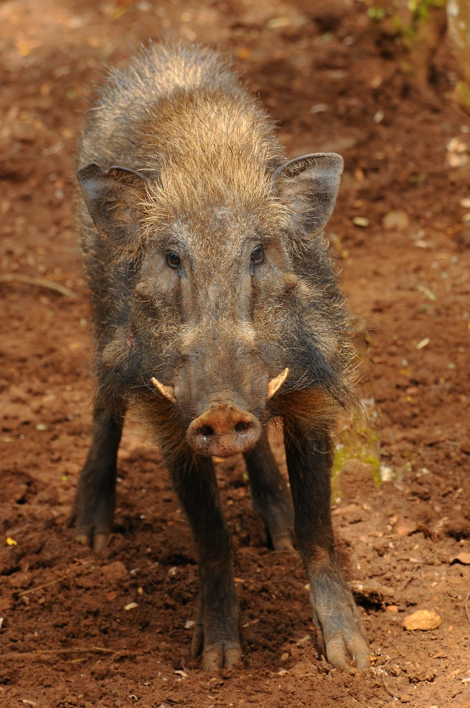 Javan Warty Pig | NatureRules1 Wiki | Fandom