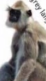 Tufted Langur | NatureRules1 Wiki | Fandom