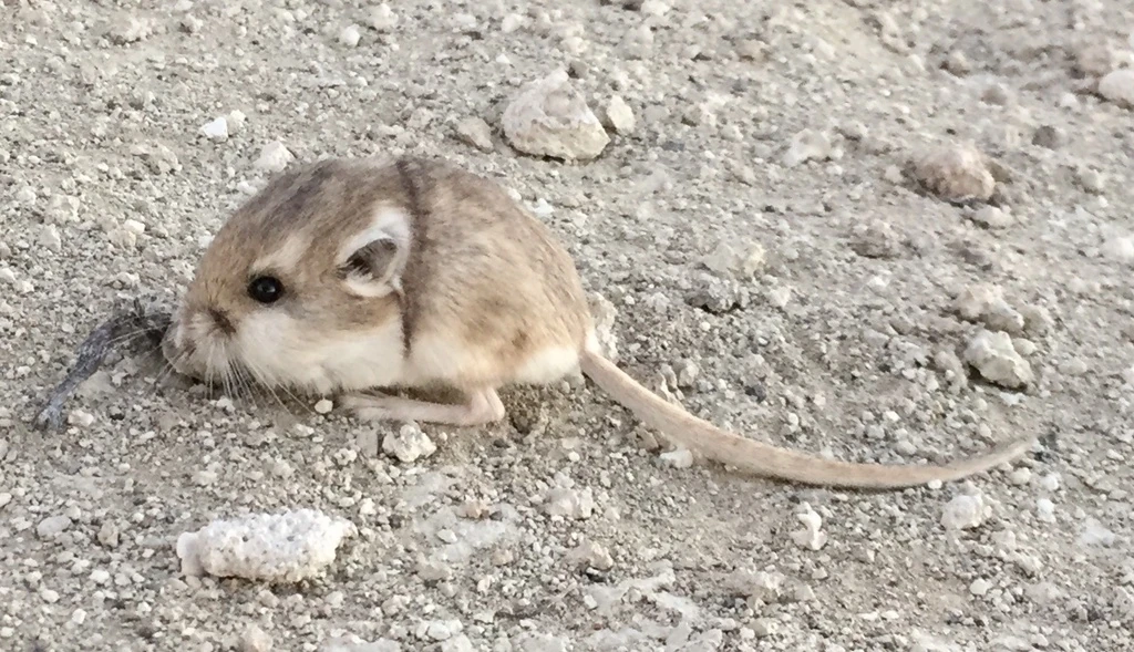 Pale Kangaroo Mouse | NatureRules1 Wiki | Fandom