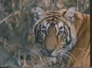 Bengal Tiger | NatureRules1 Wiki | Fandom