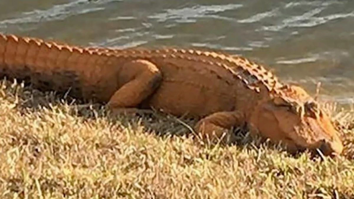 Orange Alligator | NatureRules1 Wiki | Fandom