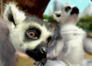 Ring-tailed Lemur | NatureRules1 Wiki | Fandom