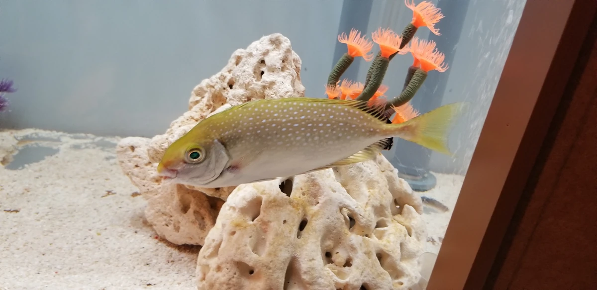 White-spotted Rabbitfish | NatureRules1 Wiki | Fandom