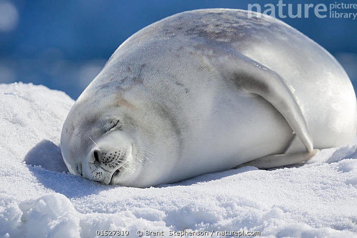 Crabeater Seal | NatureRules1 Wiki | Fandom