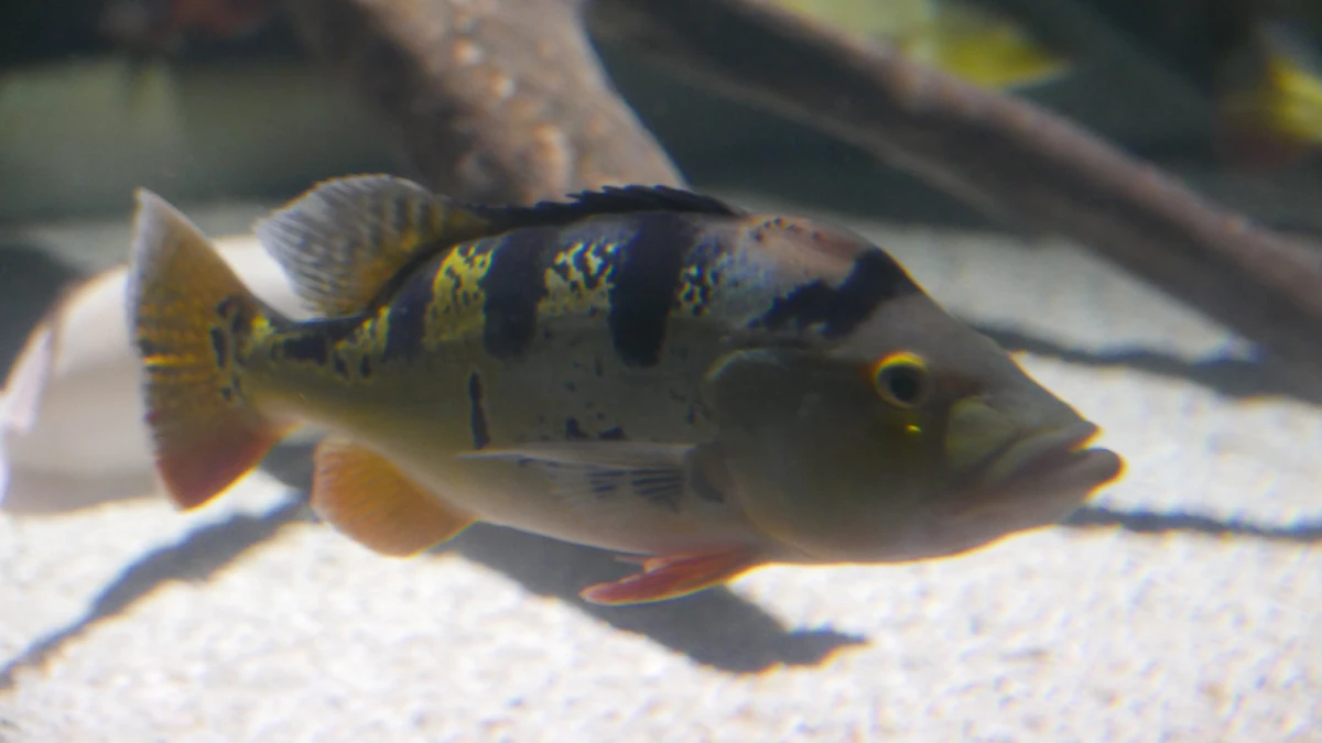 Butterfly Peacock Bass | NatureRules1 Wiki | Fandom