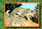 Leopard | NatureRules1 Wiki | Fandom