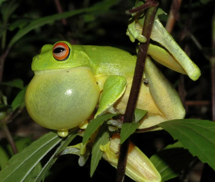 Orange-eyed Tree Frog | NatureRules1 Wiki | Fandom