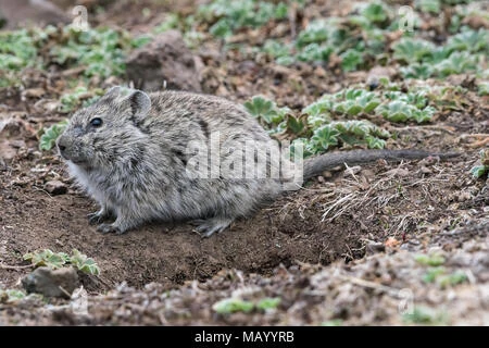 Blick's Grass Rat | NatureRules1 Wiki | Fandom