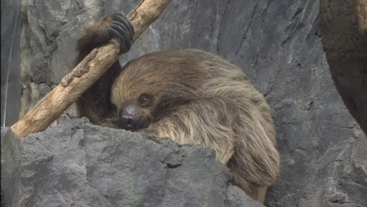 Sloth and Friends Studio | NatureRules1 Wiki | Fandom