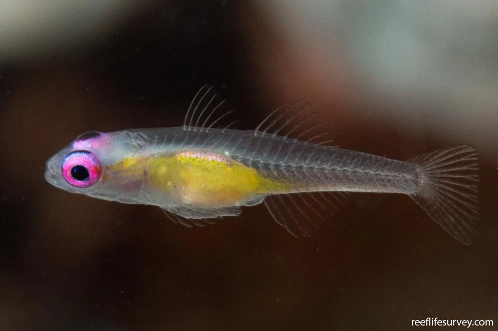 Purple-eye Goby | NatureRules1 Wiki | Fandom