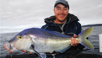 Queen Snapper | NatureRules1 Wiki | Fandom