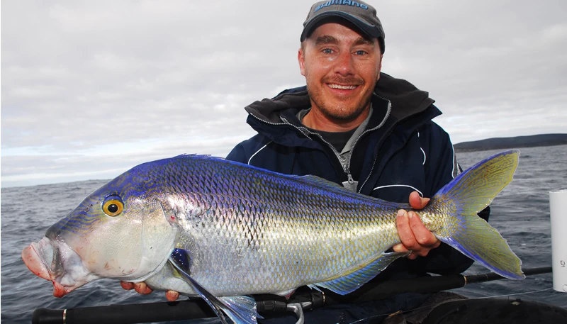 Queen Snapper | NatureRules1 Wiki | Fandom