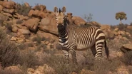 Mountain Zebra | NatureRules1 Wiki | Fandom