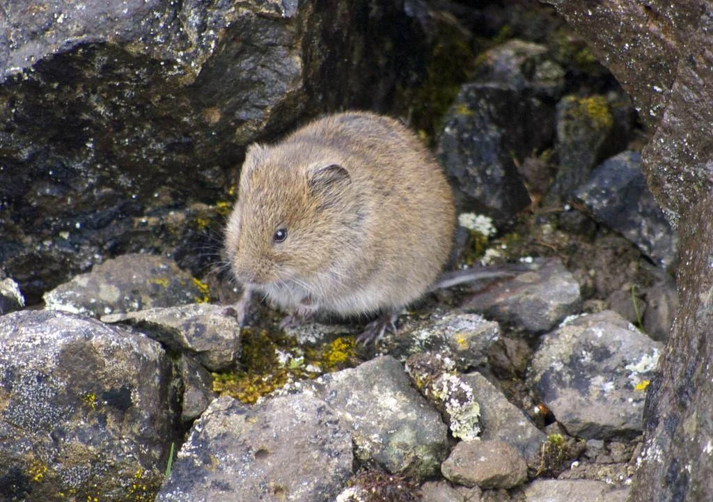 Tundra Vole | NatureRules1 Wiki | Fandom