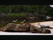 Troodon | NatureRules1 Wiki | Fandom