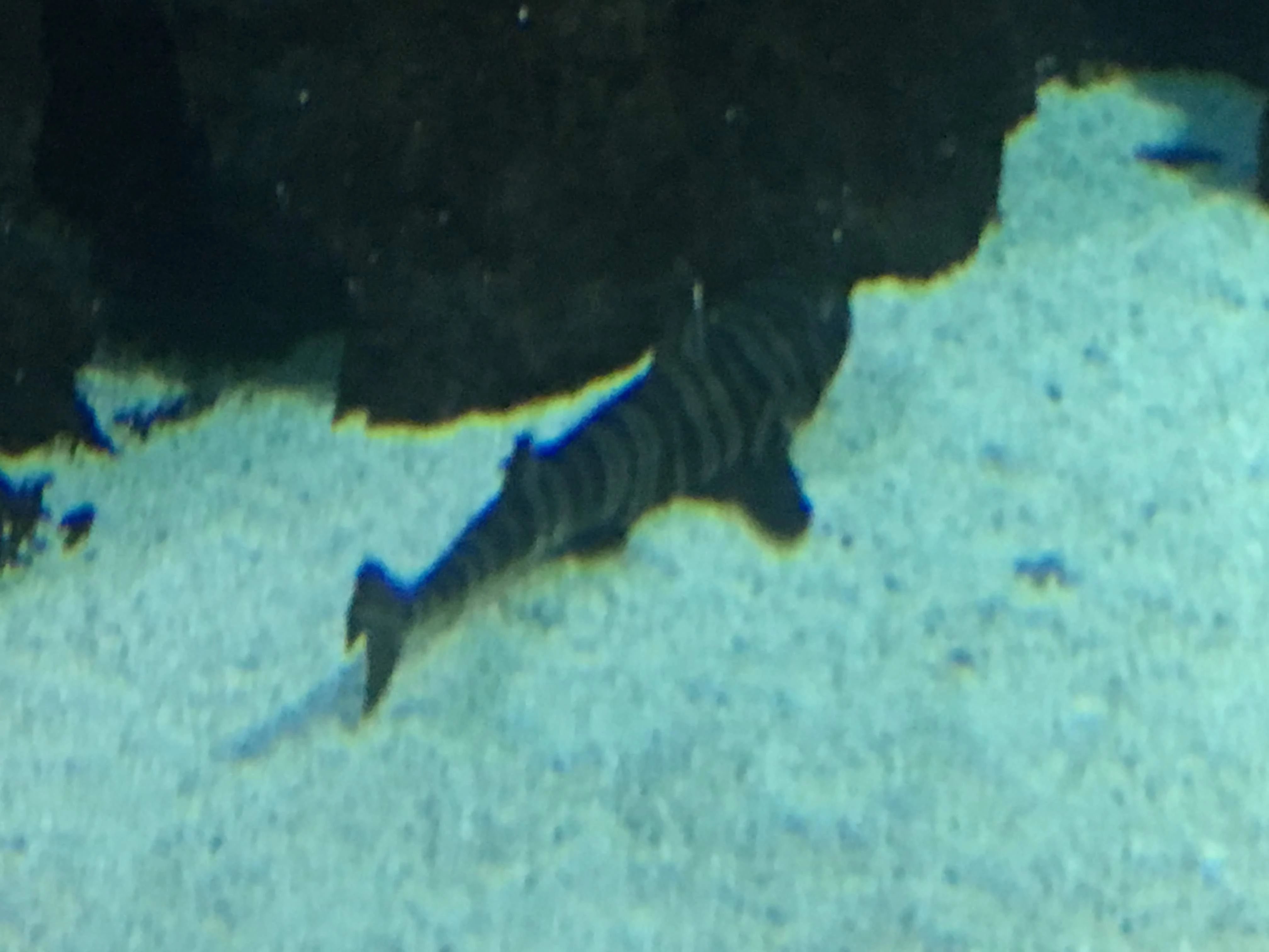 Zebra Bullhead Shark