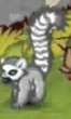 Ring-tailed Lemur | NatureRules1 Wiki | Fandom