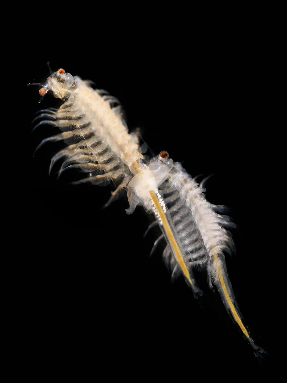 Brine Shrimp | NatureRules1 Wiki | Fandom