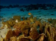 Brachidontes Pharaonis | NatureRules1 Wiki | Fandom