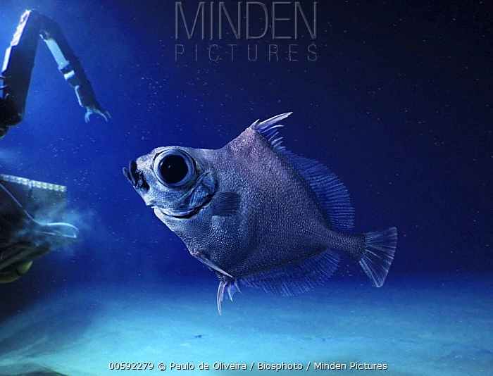 False Boarfish | NatureRules1 Wiki | Fandom