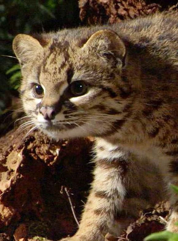 Kodkod | NatureRules1 Wiki | Fandom