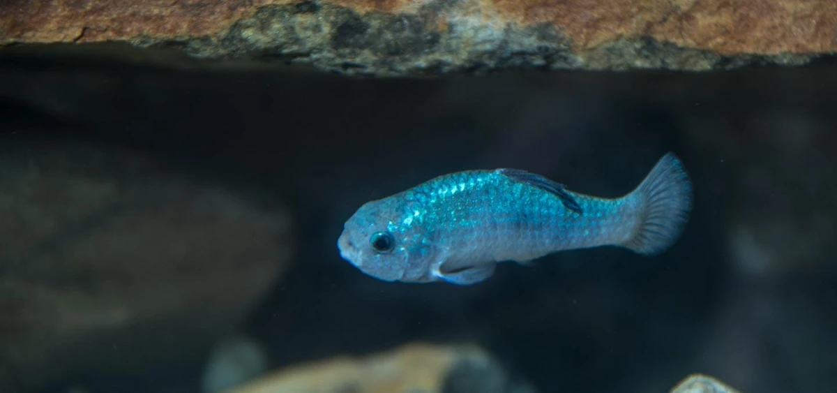Desert Pupfish | NatureRules1 Wiki | Fandom