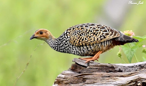 Painted Francolin | NatureRules1 Wiki | Fandom