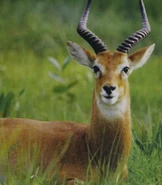 Kob | NatureRules1 Wiki | Fandom