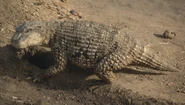 Simosuchus | NatureRules1 Wiki | Fandom