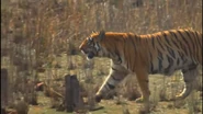 Bengal Tiger | NatureRules1 Wiki | Fandom