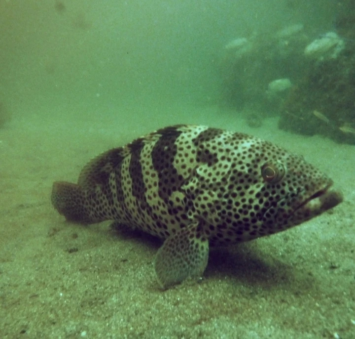 Spotted Grouper | NatureRules1 Wiki | Fandom