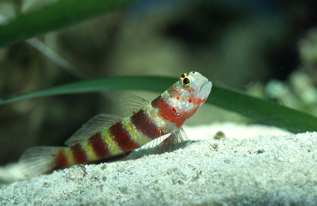 Category:Amblyeleotris | NatureRules1 Wiki | Fandom Category:Amblyeleotris | NatureRules1 Wiki | Fandom