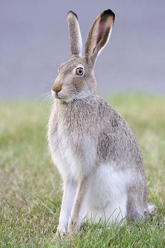 White-tailed Jackrabbit | NatureRules1 Wiki | Fandom