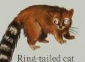 Ringtail | NatureRules1 Wiki | Fandom